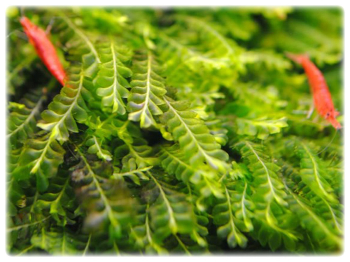 124. Mech Cameroon moss Sklep Akwarystyczny.EU